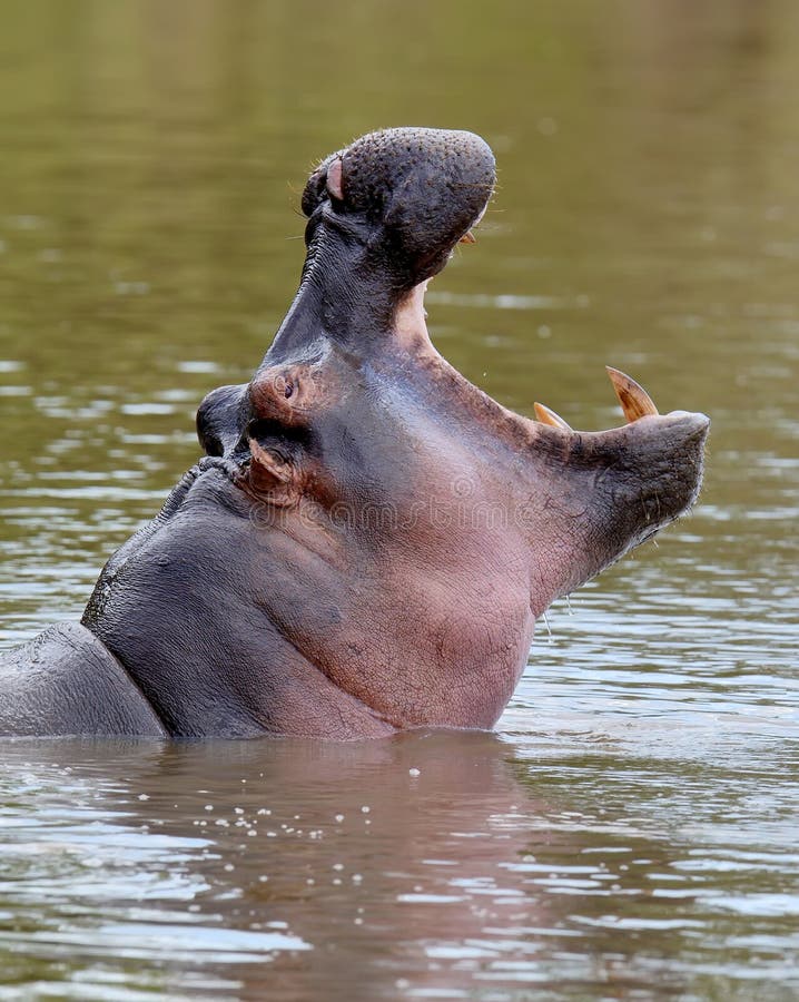 Famille D Hippopotame Photos Stock - Téléchargez 1,341 Photos libres de ...