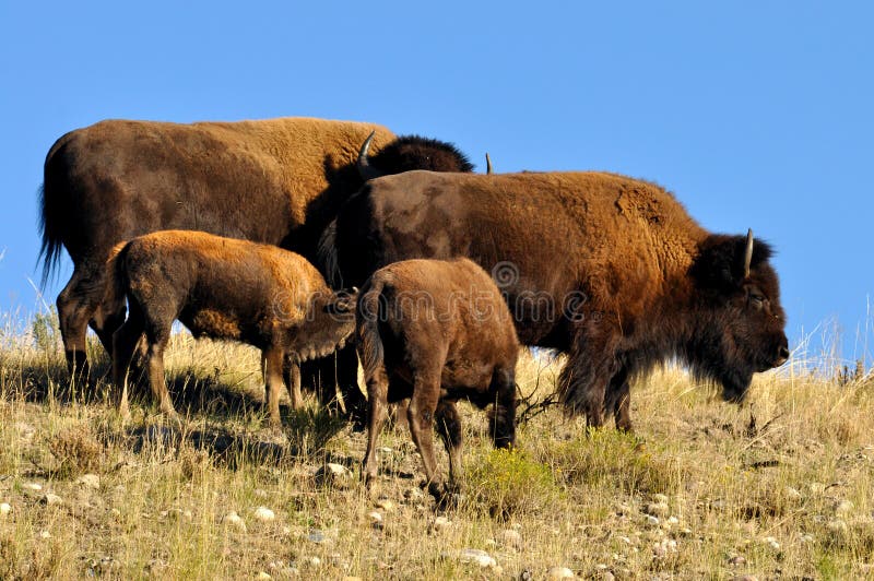 Famille de bison image stock. Image du américain, nature - 10043177