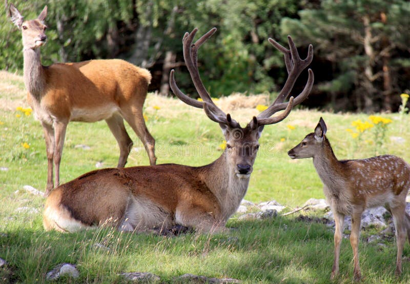 Famille De Cerfs Communs Rouges Image stock - Image du idyllique, rouge ...