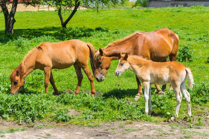 Famille De Cheval Photos Stock - Téléchargez 11,772 Photos libres de droits