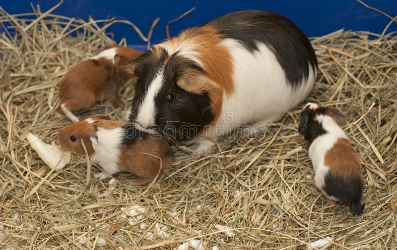 Famille de cobaye photo stock. Image du porc, herbivore - 36393444