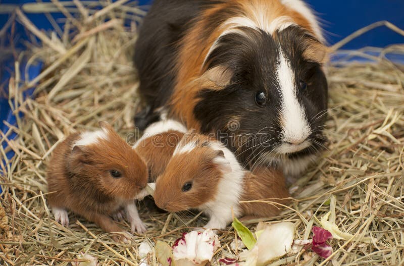 Famille de cobaye photo stock. Image du porc, herbivore - 36393444
