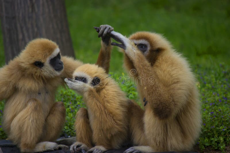 Famille La Main Dans Le Sac Des Singes De Tamarin De MIDAS Singe Du ...