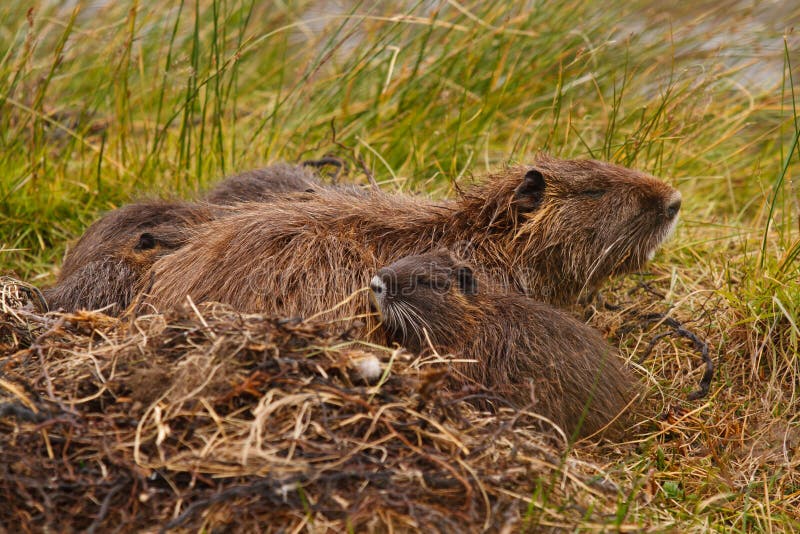 Rat musqué de bébé photo stock. Image du ensemble, entrez - 44288778