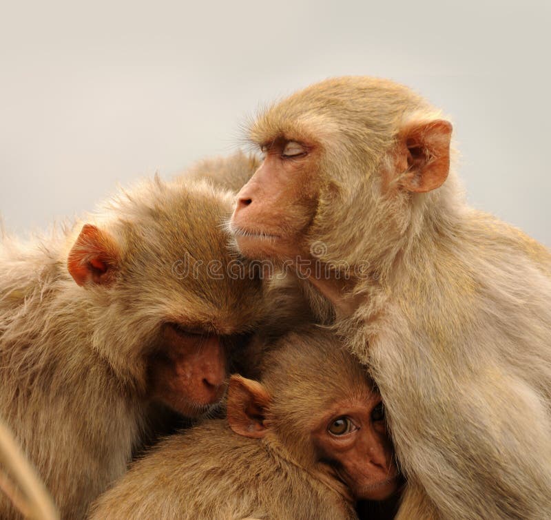 Singe Femelle De Oscillation Image stock - Image du animal, branchement ...