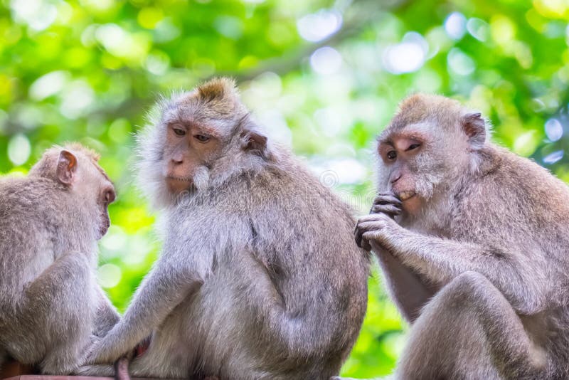 Famille De Singe - Longs Macaques Suivis Image stock - Image du long ...