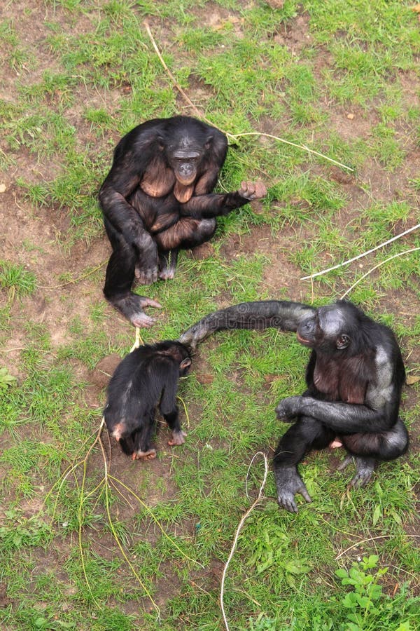 Famille de bonobos image stock. Image du petit, végétation - 20236793