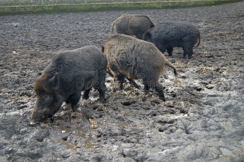 Famille, Famille De Verrat Au Sol De Alimentation Image stock - Image ...