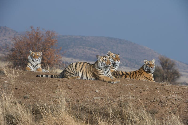 Famille des tigres photo stock. Image du étreinte, beauté - 40781924