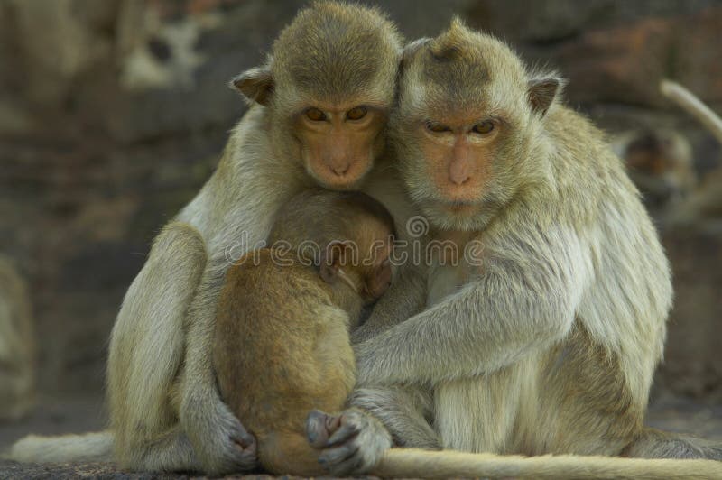 Family stock photo. Image of makaka, thailand, monkey - 1452666