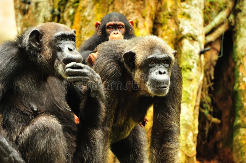 Family stock photo. Image of mammal, wildlife, nature - 20724158