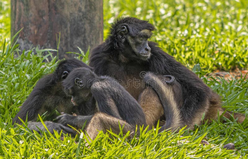 Family of Amazon Monkeys Resting Stock Image - Image of jungle, family ...