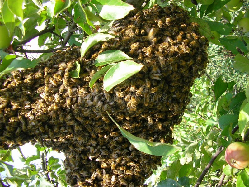 Family of bees stock image. Image of green, pollination - 54160187