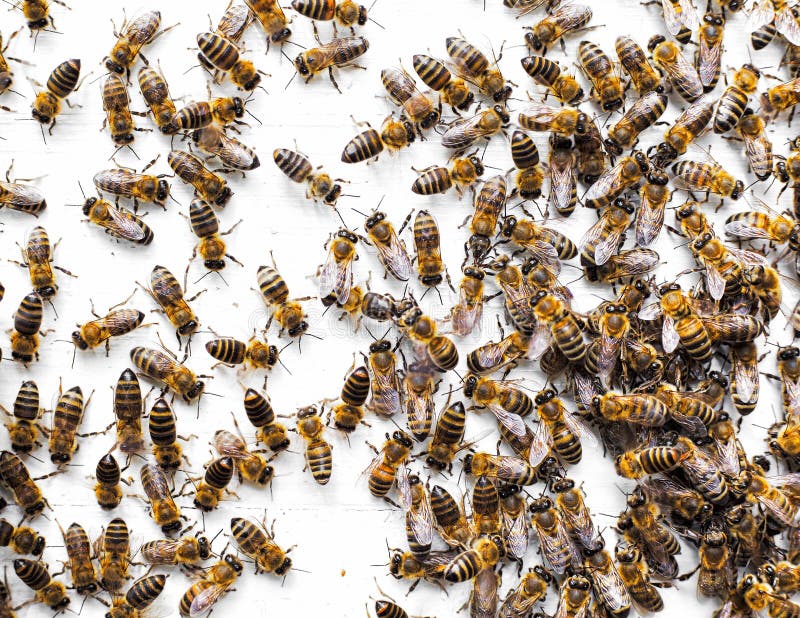 A Family of Bees Swarming at Their House Stock Image - Image of ...