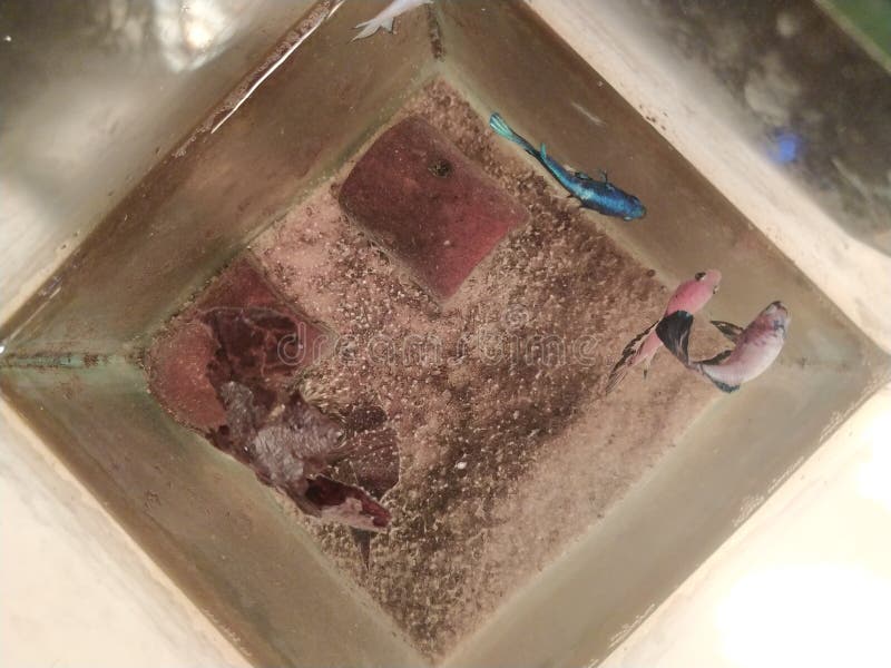 Family of Betta Fish stock photo. Image of fish, breed - 223713842