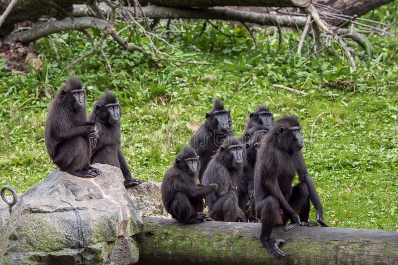 A group of monkey stock image. Image of india, head - 255310407