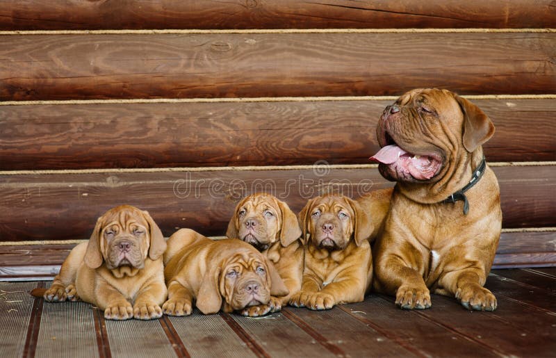 Mastiff Dog Sitting on the Ground Chained To a Fence Stock Photo ...