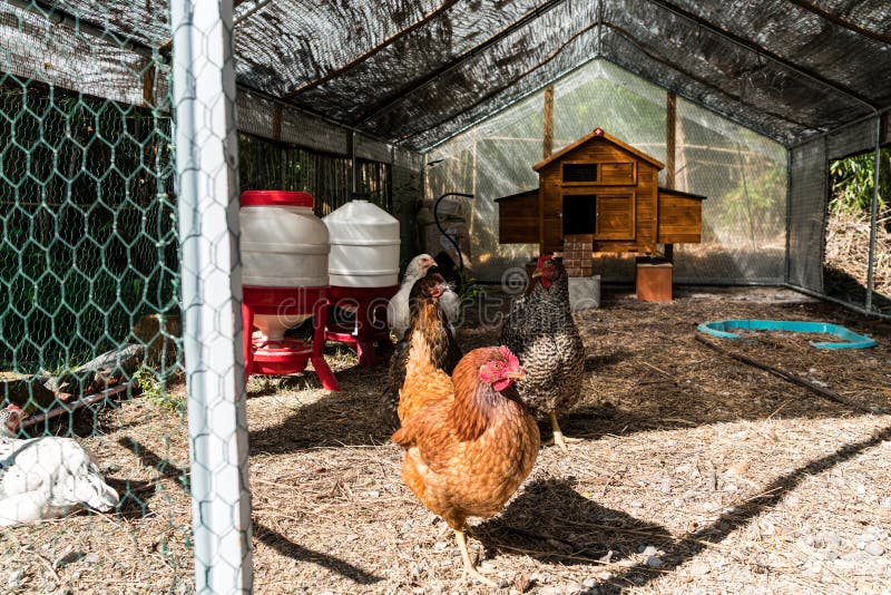 Family Breeding of Laying Hens in a Spacious Aviary and Henhouse Stock ...