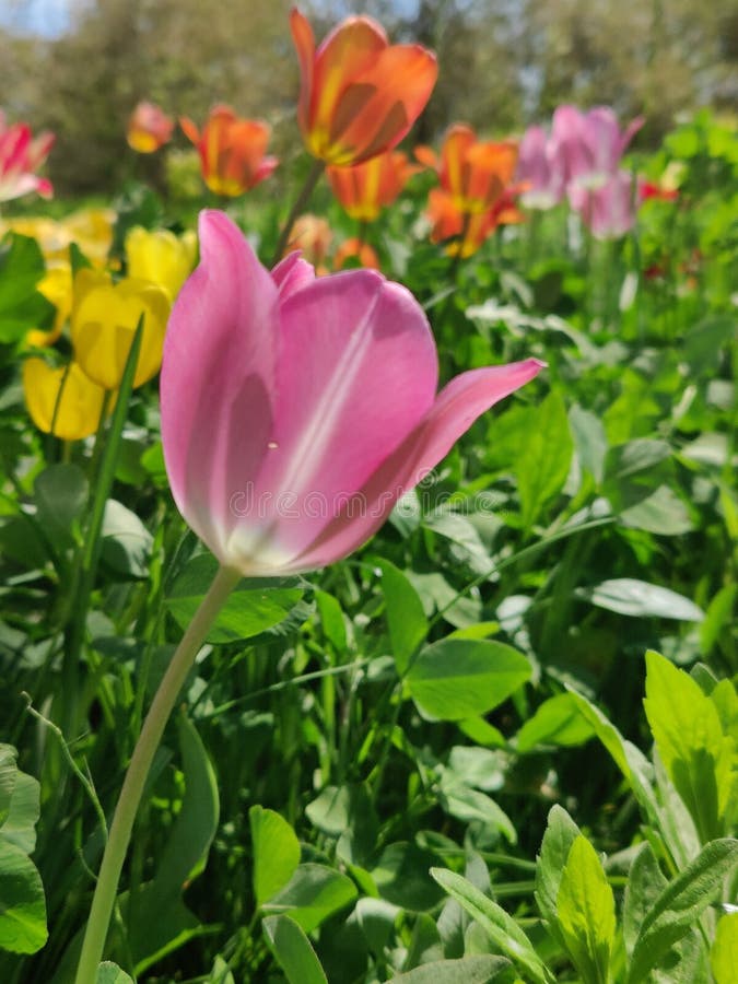 A family of bright tulips stock image. Image of summer - 274563181