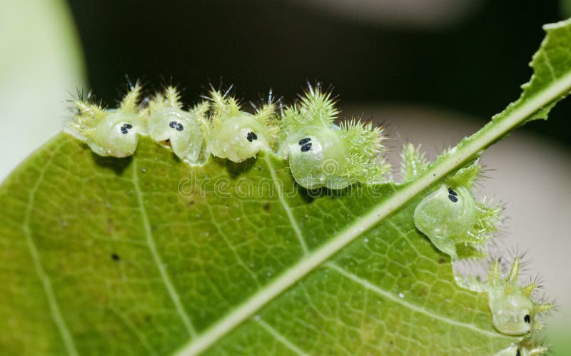A family of bug. stock photo. Image of flora, lunch, closeup - 93453108