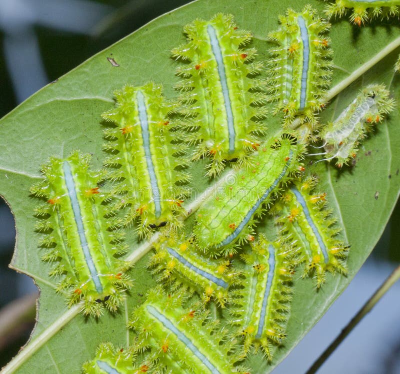 A family of bug. stock image. Image of animal, leaf, forest - 93453231
