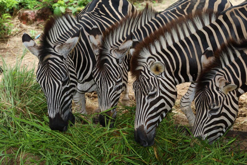 The Family Burchell Zebra is Eatting in Farm Stock Photo - Image of ...