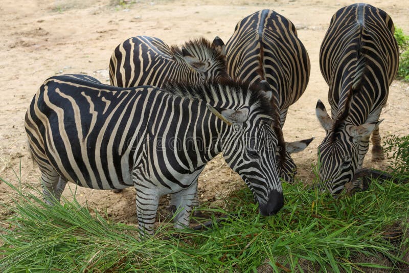 The Family Burchell Zebra is Eatting in Farm Stock Photo - Image of ...