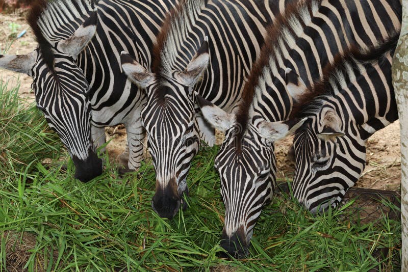 The Family Burchell Zebra is Eatting in Farm Stock Photo - Image of ...