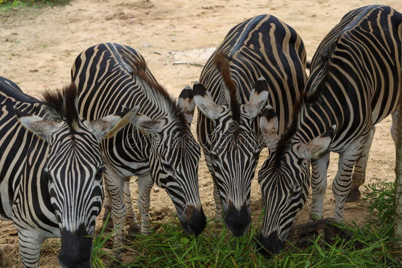 The Family Burchell Zebra is Eatting in Farm Stock Photo - Image of ...