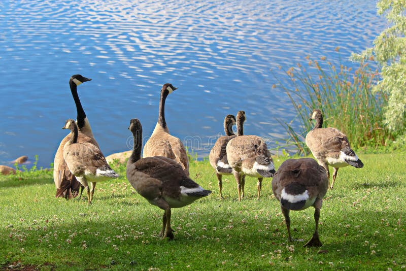 Adolescent Geese Stock Photos - Free & Royalty-Free Stock Photos from ...