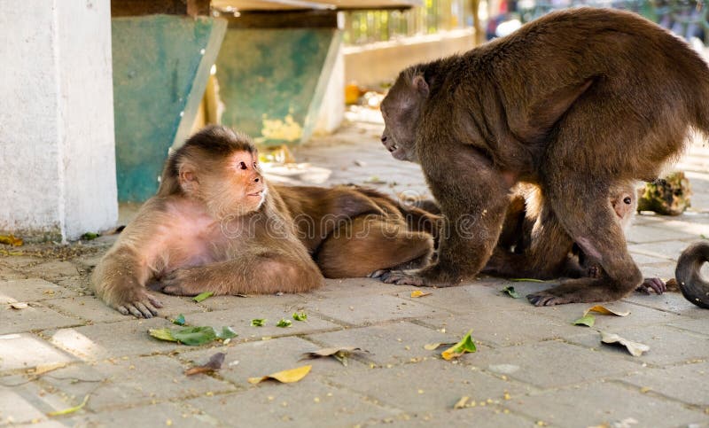 A Mother Capuchin Monkey Eating a Leaf with Her Baby Monkey Stock Image ...