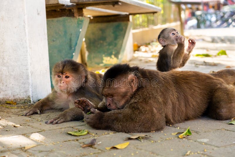 A Family of Capuchin Monkeys Looking Concerned Stock Photo - Image of ...