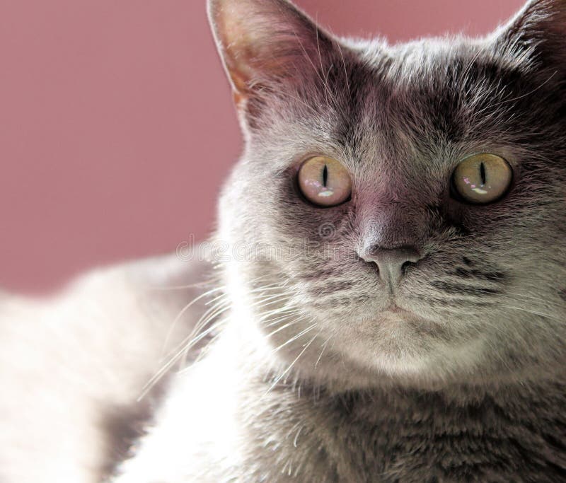 The Family Cat stock image. Image of family, gentle, close - 18285639