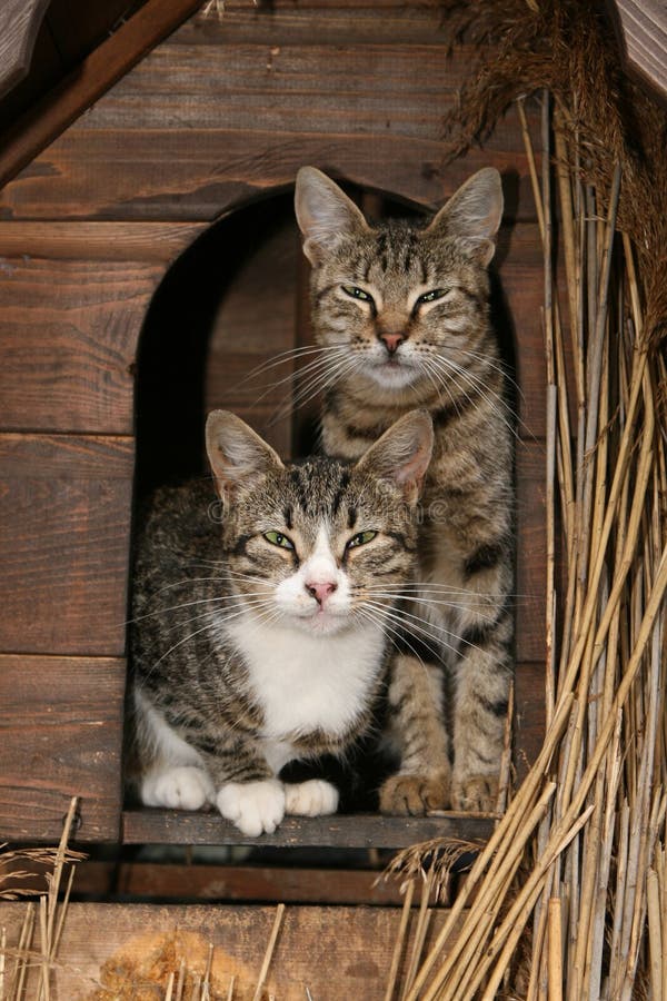 Family of cats stock photo. Image of hunter, small, spots - 4523810