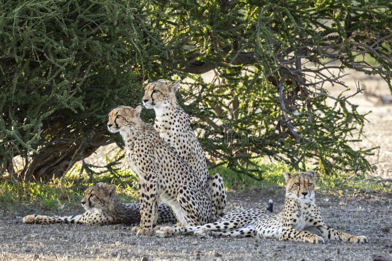 Family of Cheetahs in Botswana, Africa Stock Image - Image of cheetahs ...