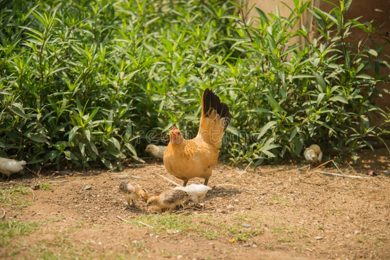 Family of Chicken Finding Food on the Ground Stock Photo - Image of ...