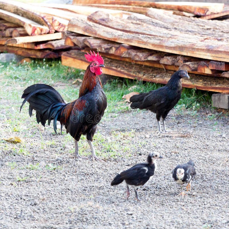 Hen, Family, Chicken, Chick from Countryside Stock Image - Image of ...