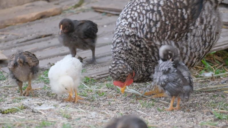 A Family of Chickens Eat Grain. Poultry Farm Stock Video - Video of ...