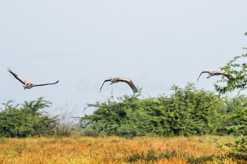 A Family of Common Crane Flying Away Stock Image - Image of scene ...