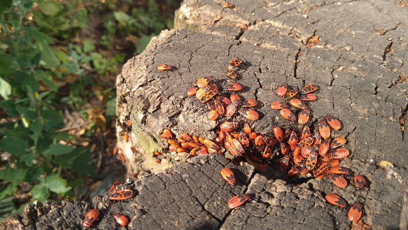 A Family of Common Terrestrial Bugs of the Red Bug Family - Pyrrhocoris ...