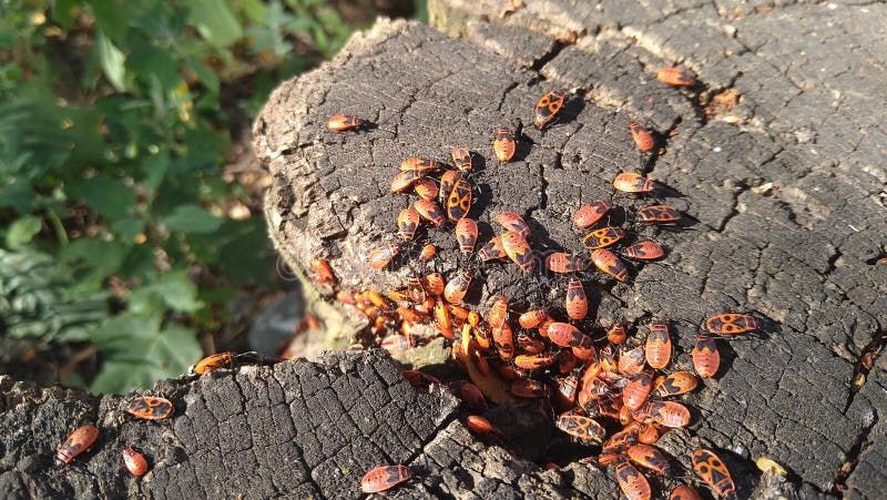 A Family of Common Terrestrial Bugs of the Red Bug Family - Pyrrhocoris ...