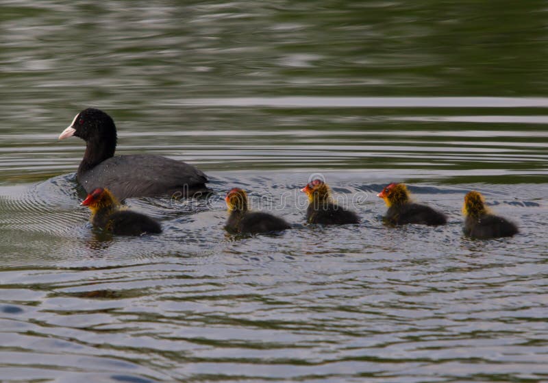 Family of coot stock image. Image of coot, lake, nestlings - 96387441
