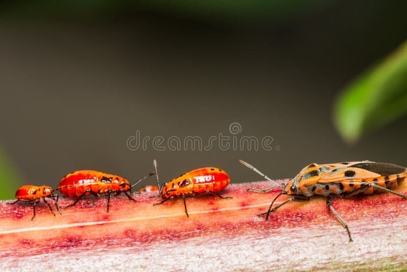 276 Cotton Stainer Bug Stock Photos - Free & Royalty-Free Stock Photos ...