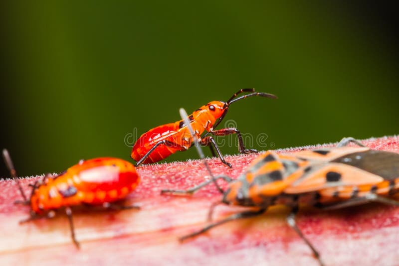 Family cotton stainer bug stock image. Image of colorful - 41806967
