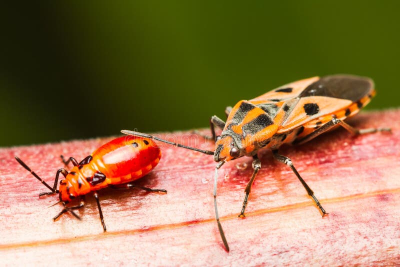 Family cotton stainer bug stock photo. Image of pyrrhocoridae - 41807108