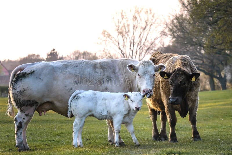 Family cows stock image. Image of farm, animal, bull - 11625895