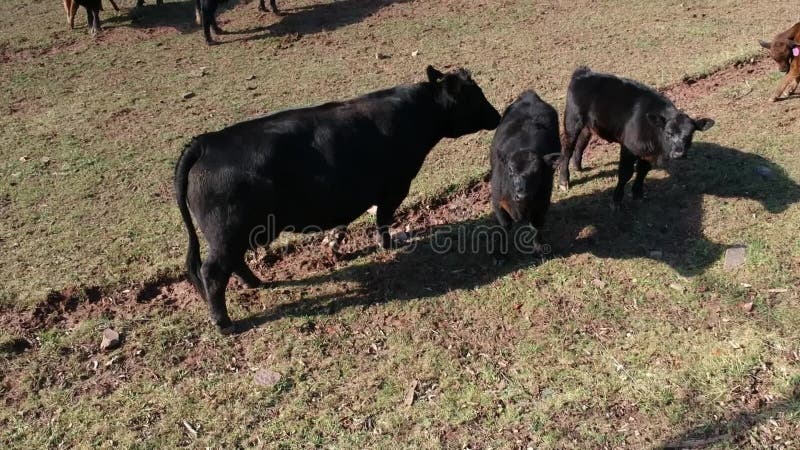 Family of Cows in a Pasture Stock Footage - Video of cattle, grazing ...