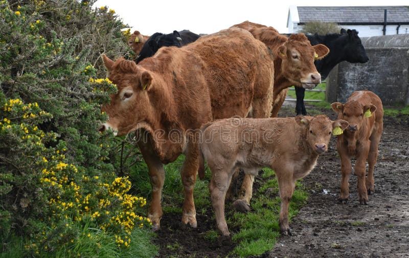 Family cows stock image. Image of farm, animal, bull - 11625895