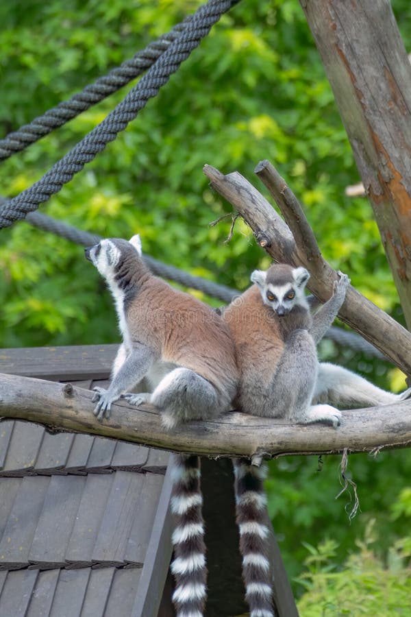 Cat Lemurs with Long Black and White Striped Tails. Stock Photo - Image ...