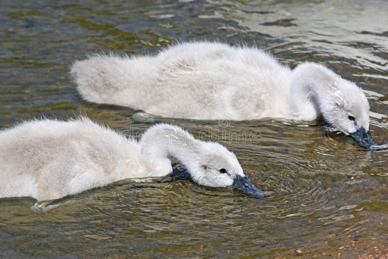 Cygnets on a lake stock image. Image of lake, animal - 232034035